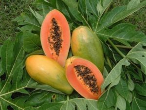 The most common tropical fruits on islands - Tropical Islands