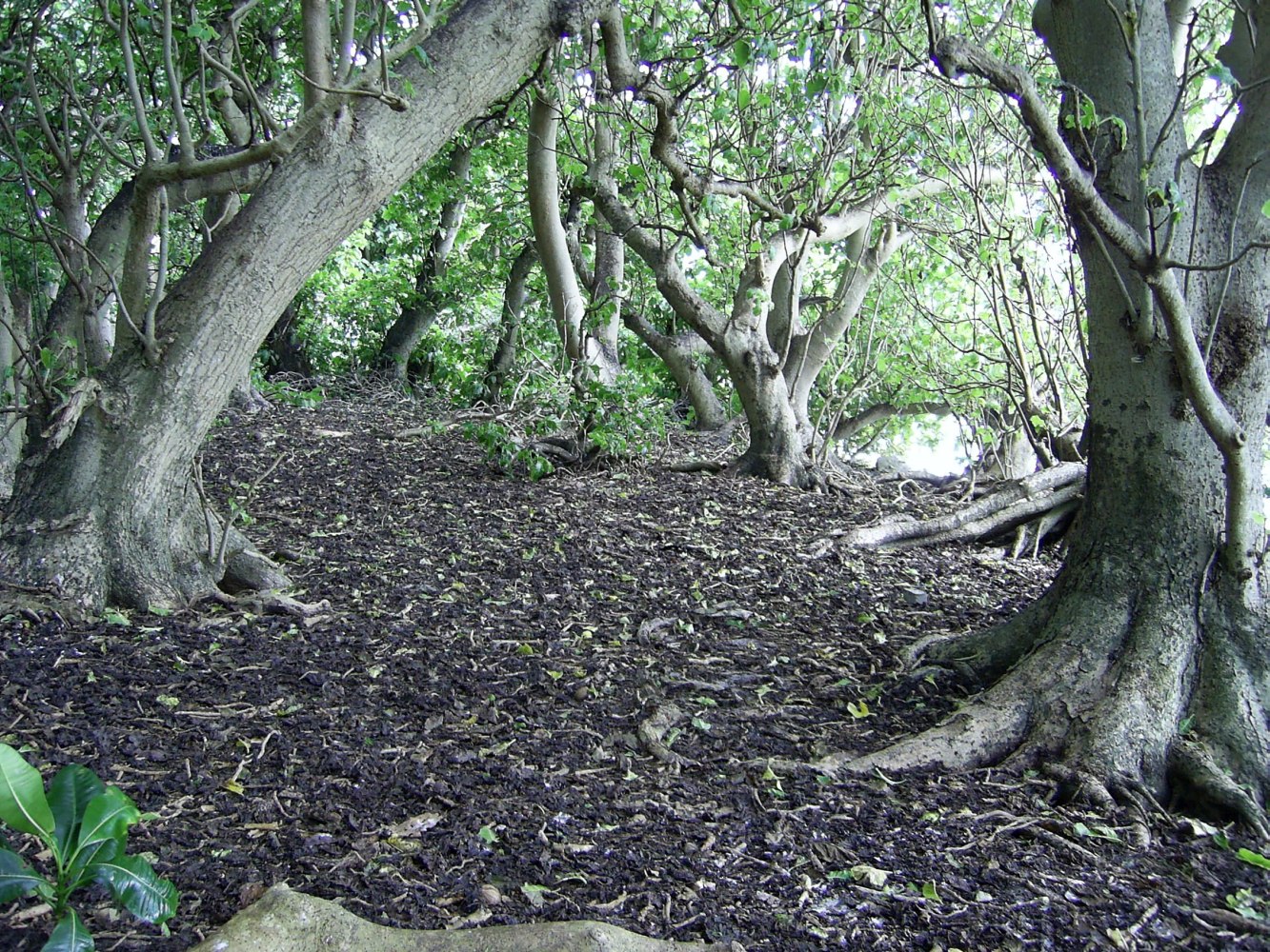 Tahifehifa Island - Tropical Islands