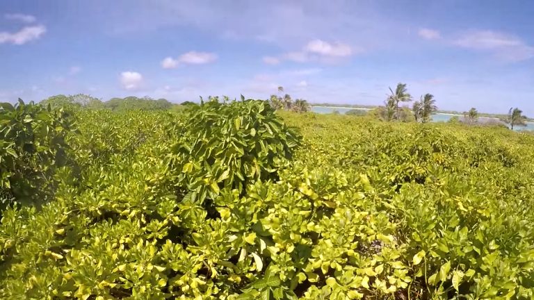 Nikumaroro Atoll - Tropical Islands