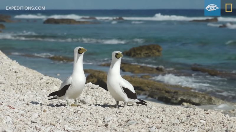 Ducie Atoll - Tropical Islands